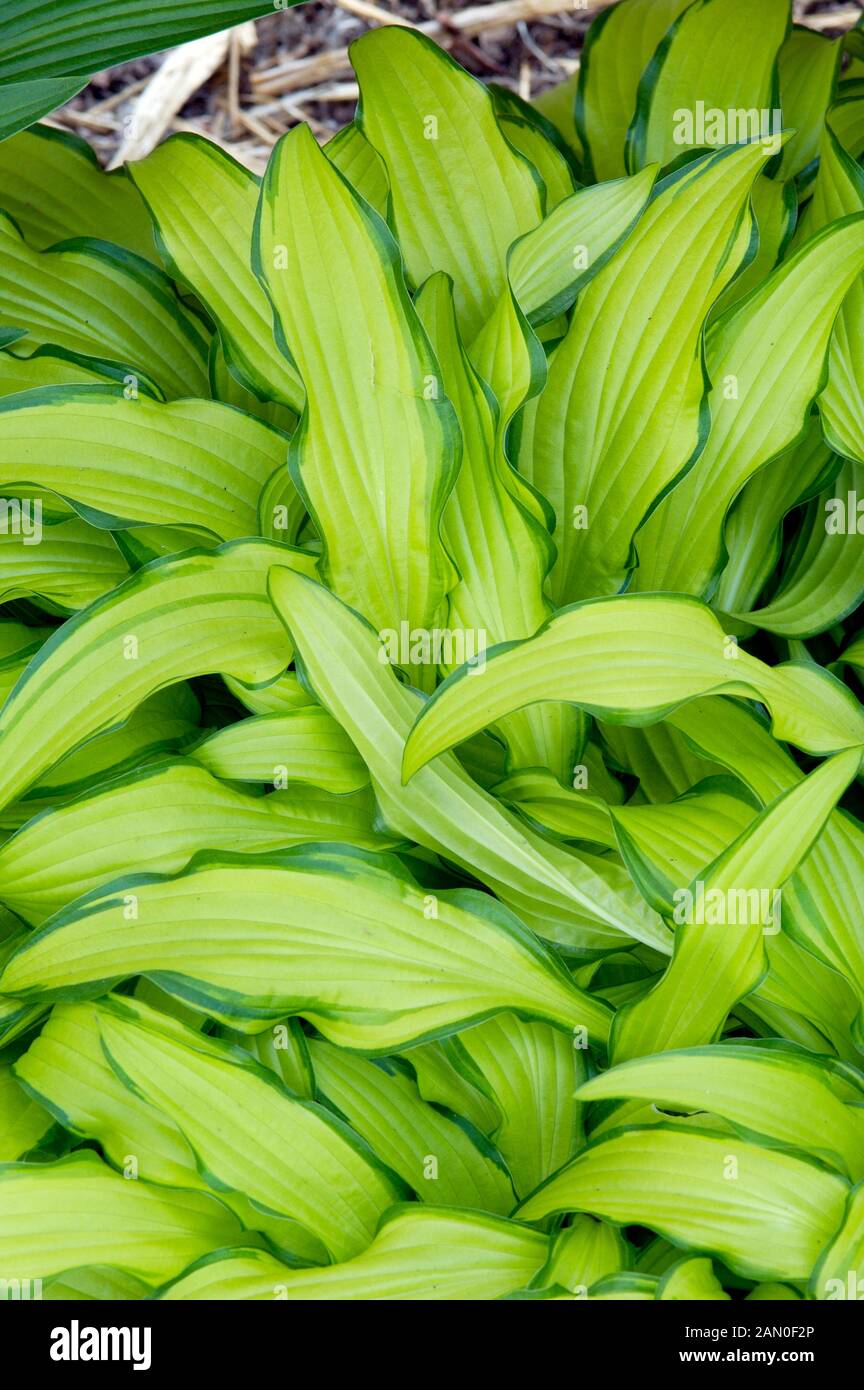Hosta Green Gold High Resolution Stock Photography and Images - Alamy
