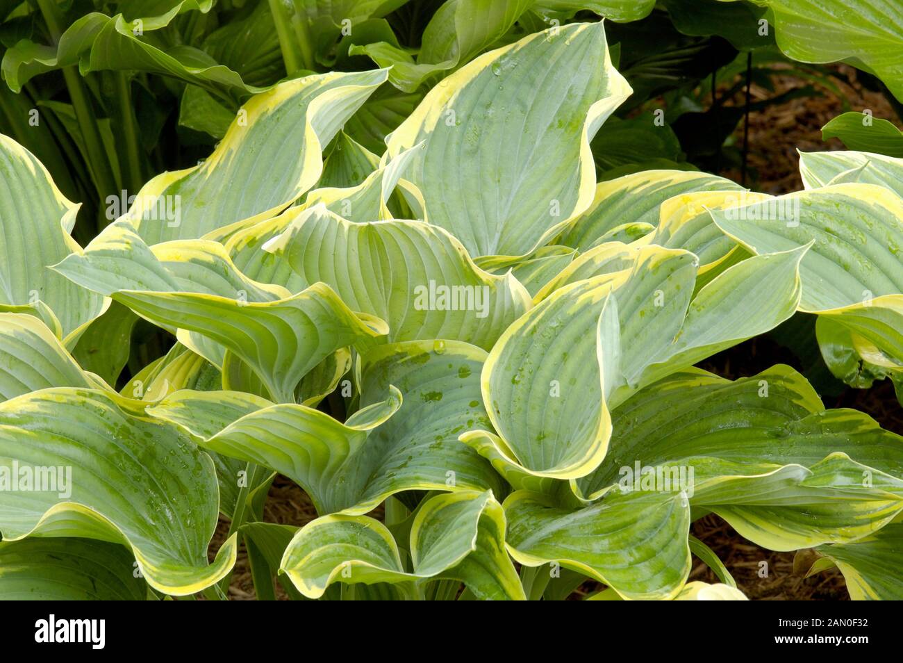 Sagae hi-res stock photography and images - Alamy