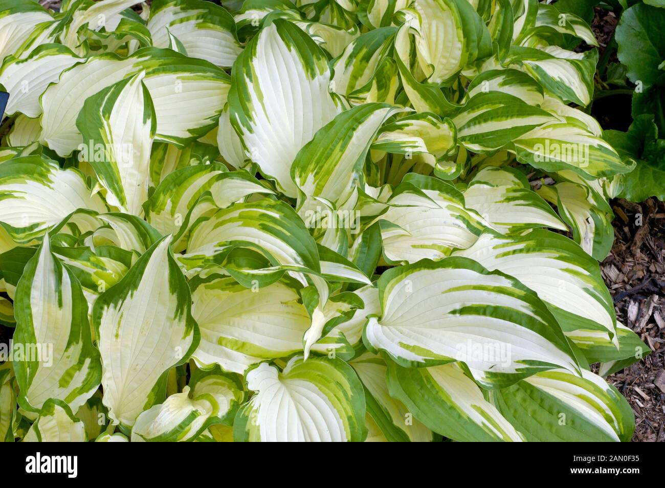 Hosta white christmas hi-res stock photography and images - Alamy