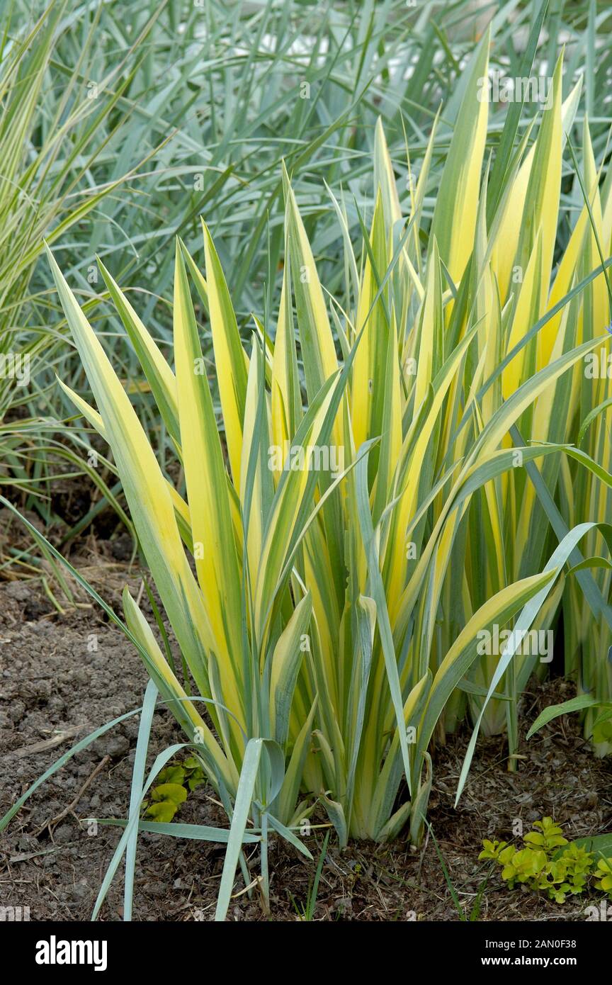 Variegated Iris Iris Variegata High Resolution Stock Photography and ...