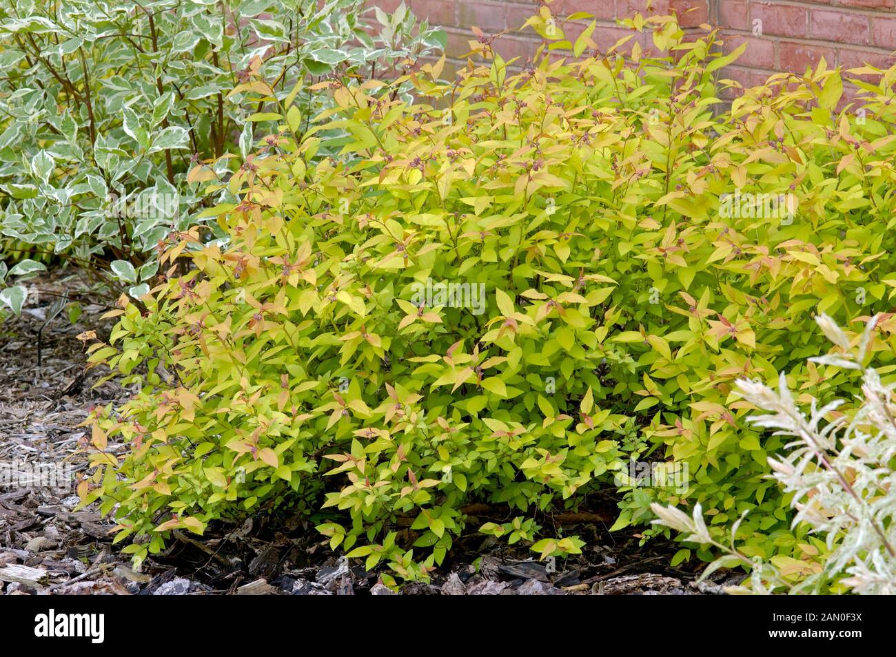 Spiraea goldflame hi-res stock photography and images - Alamy