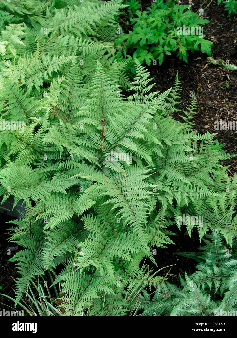 Athyrium ghost hi-res stock photography and images - Alamy