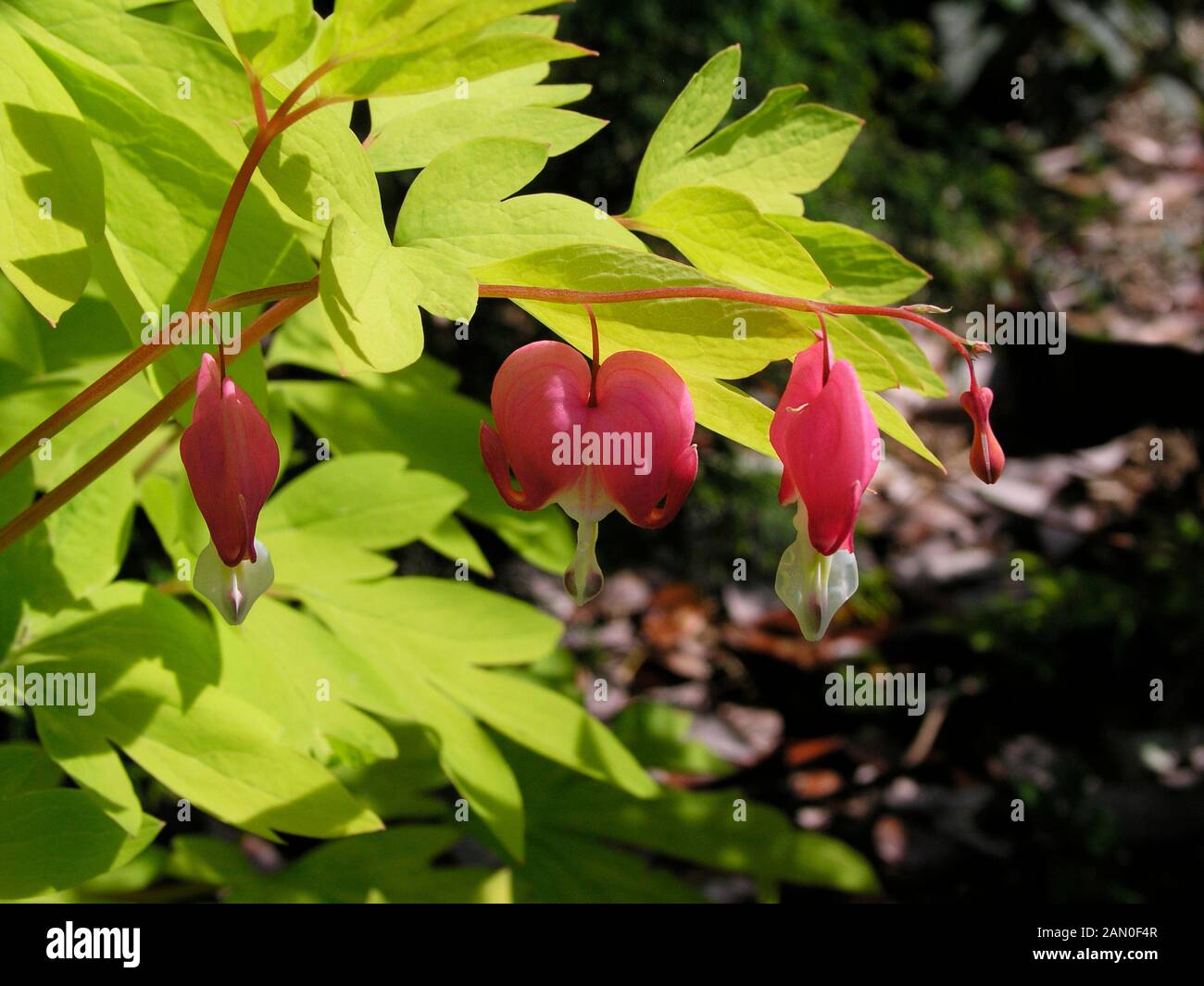 DICENTRA SPECTABILIS GOLD HEART Stock Photo - Alamy