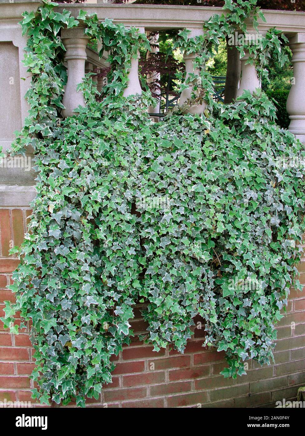 Hedera variegata hi-res stock photography and images - Alamy
