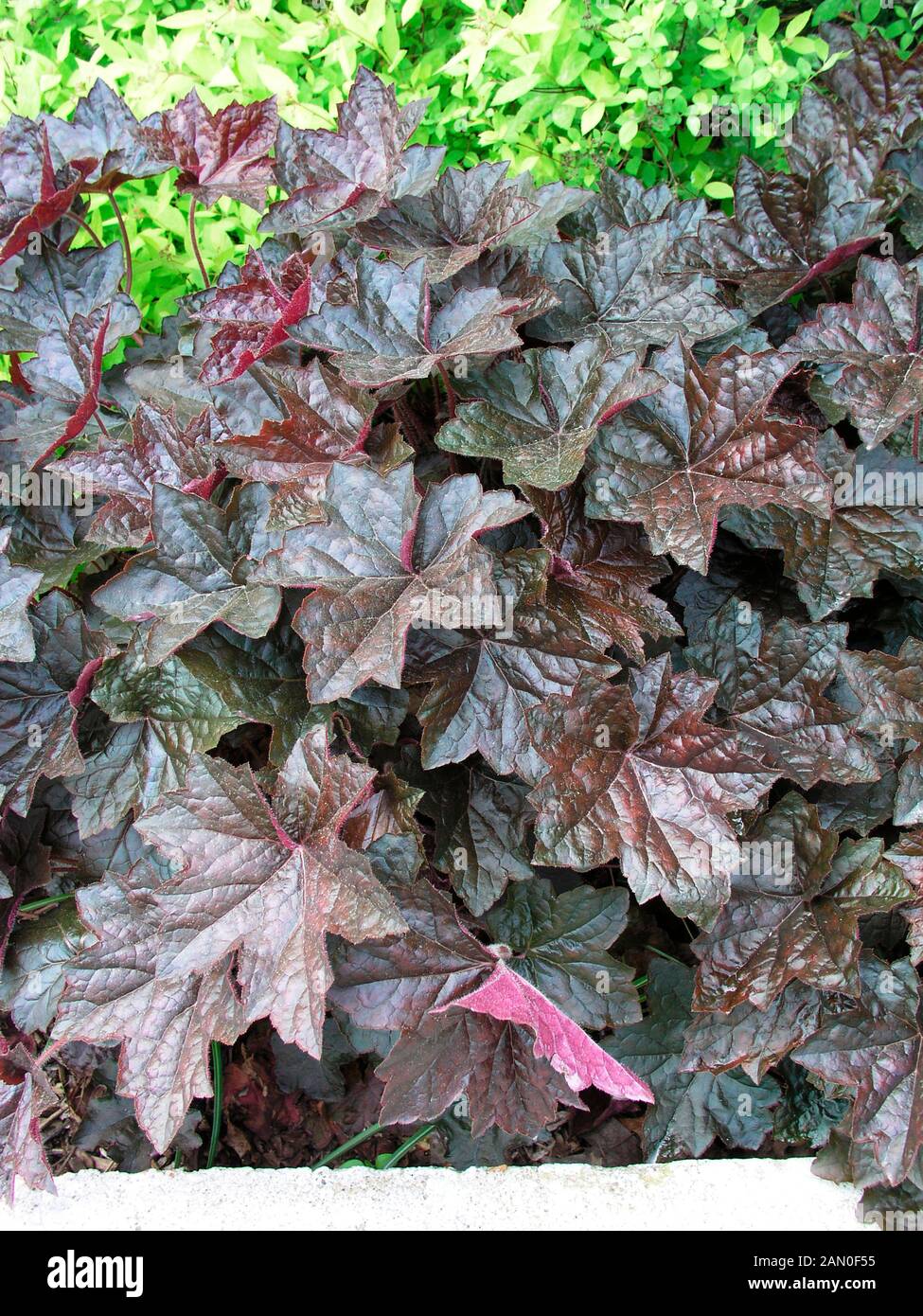 Heuchera bressingham hi-res stock photography and images - Alamy