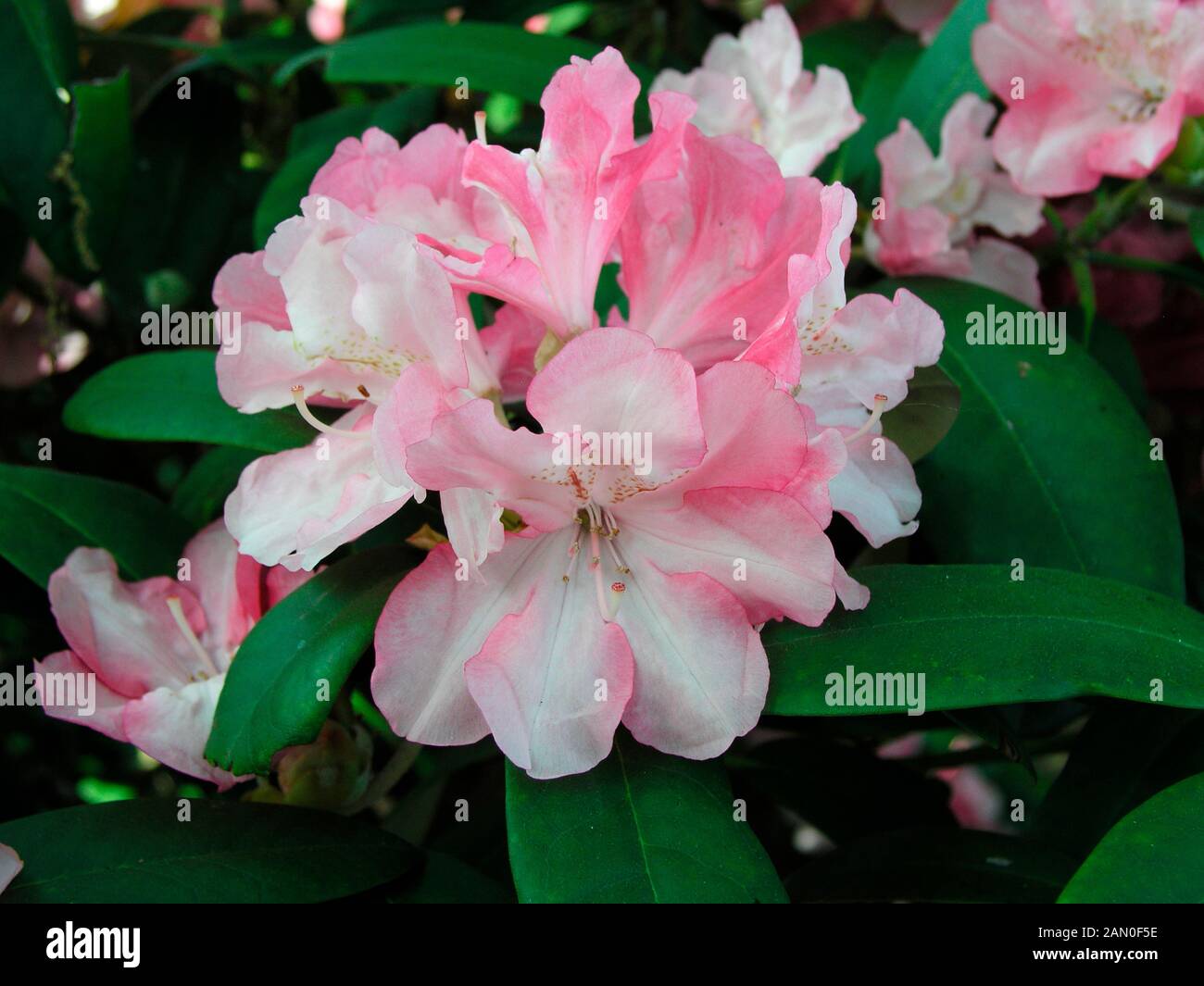 Yaku prince hi-res stock photography and images - Alamy