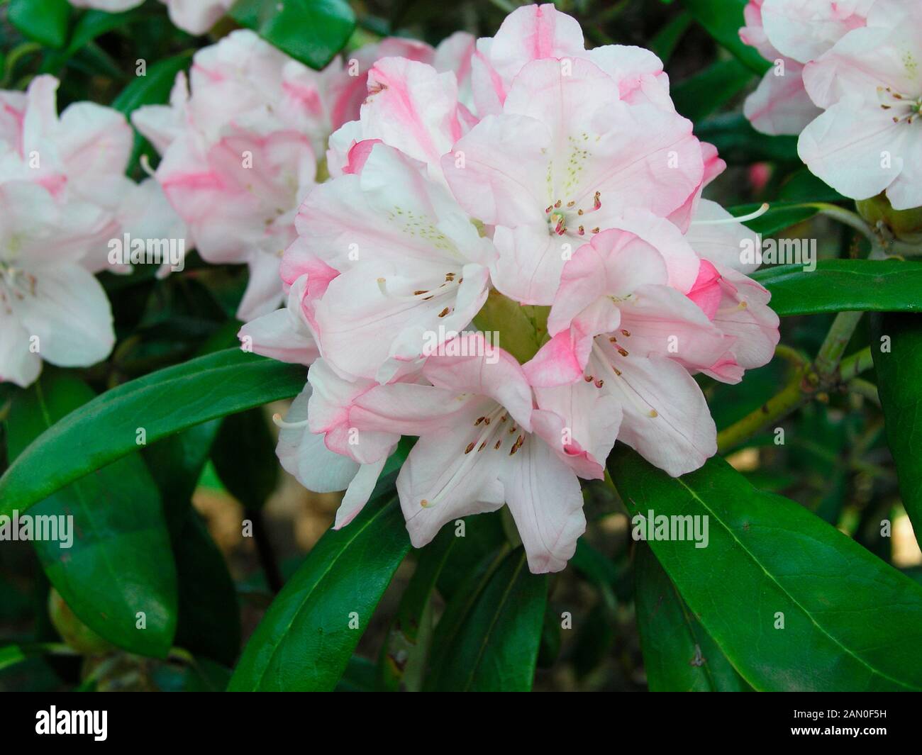 Yaku hi-res stock photography and images - Alamy