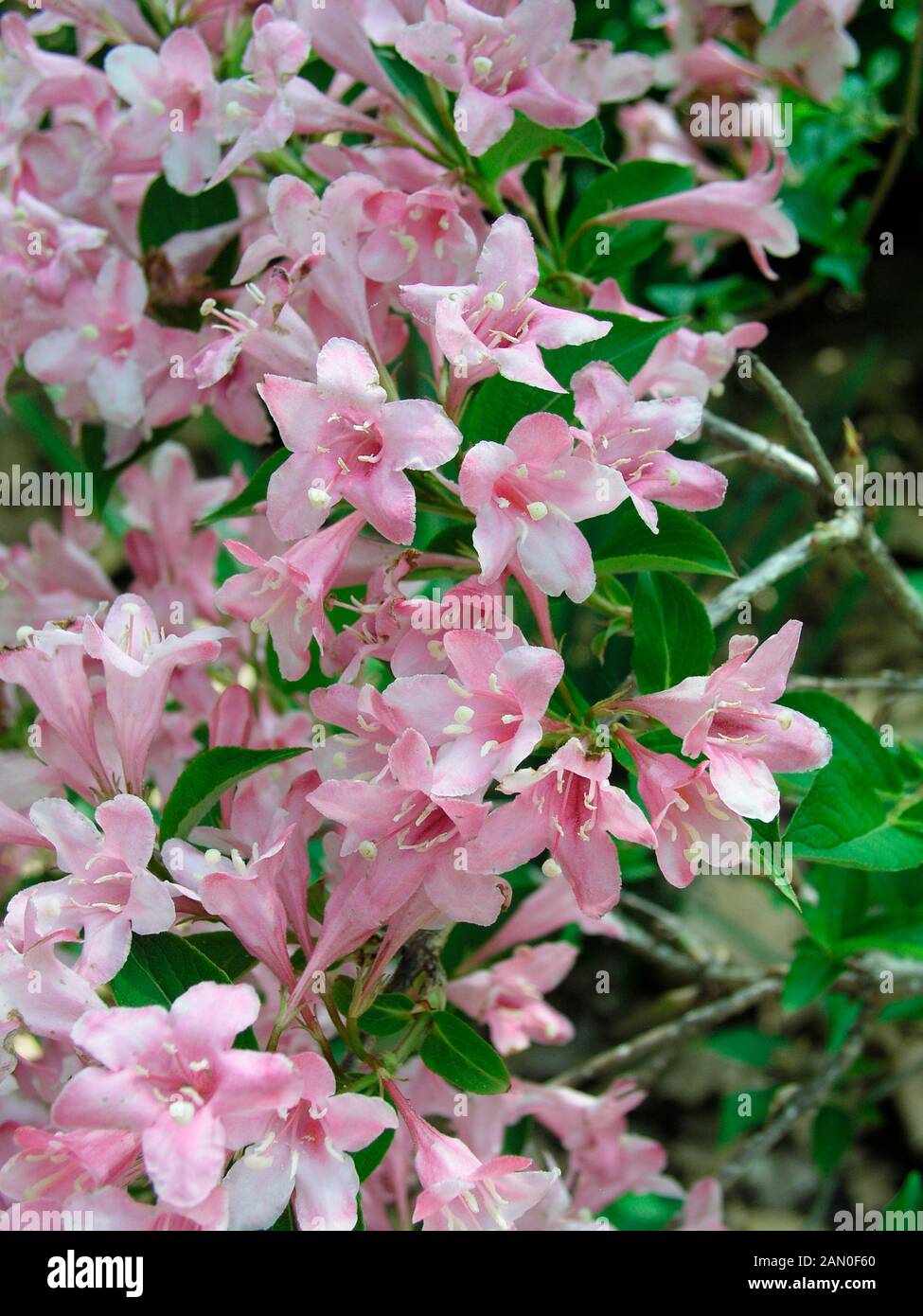 Weigela pink princess hi-res stock photography and images - Alamy