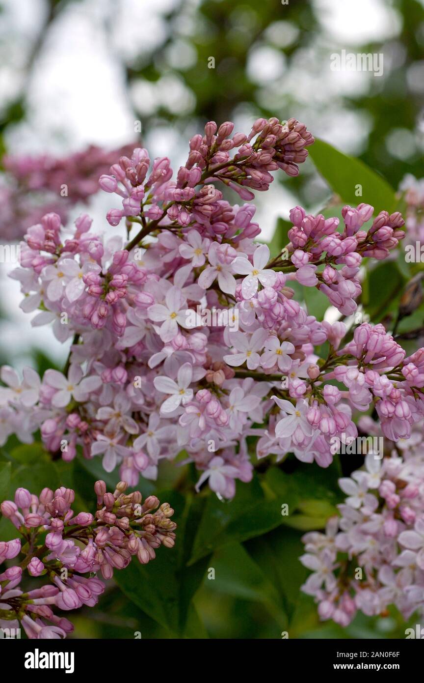 SYRINGA VULGARIS MACROSTACHYA (LILAC Stock Photo - Alamy