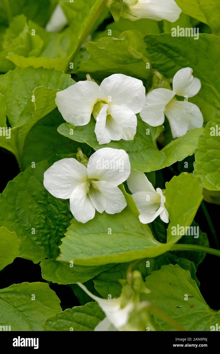 Violet odorata czar hi-res stock photography and images - Alamy