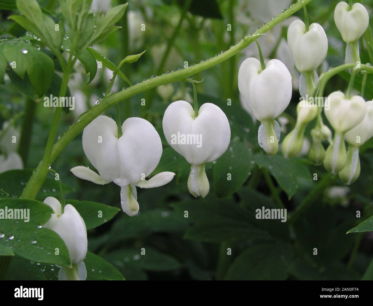 Dicentra Spectabilis Alba High Resolution Stock Photography and Images ...