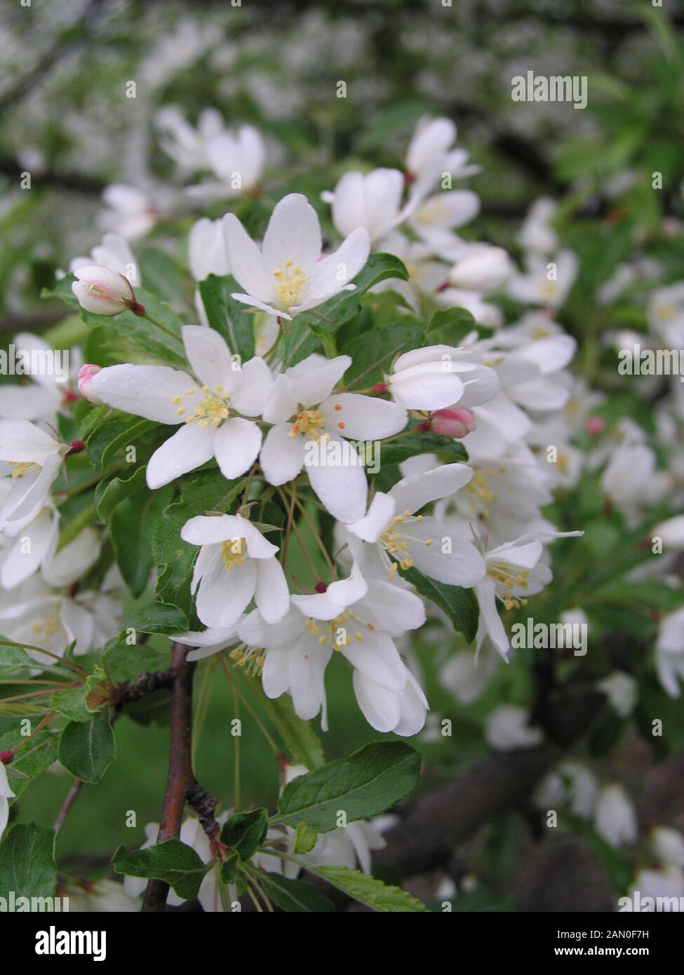 Golden Raindrops High Resolution Stock Photography and Images - Alamy