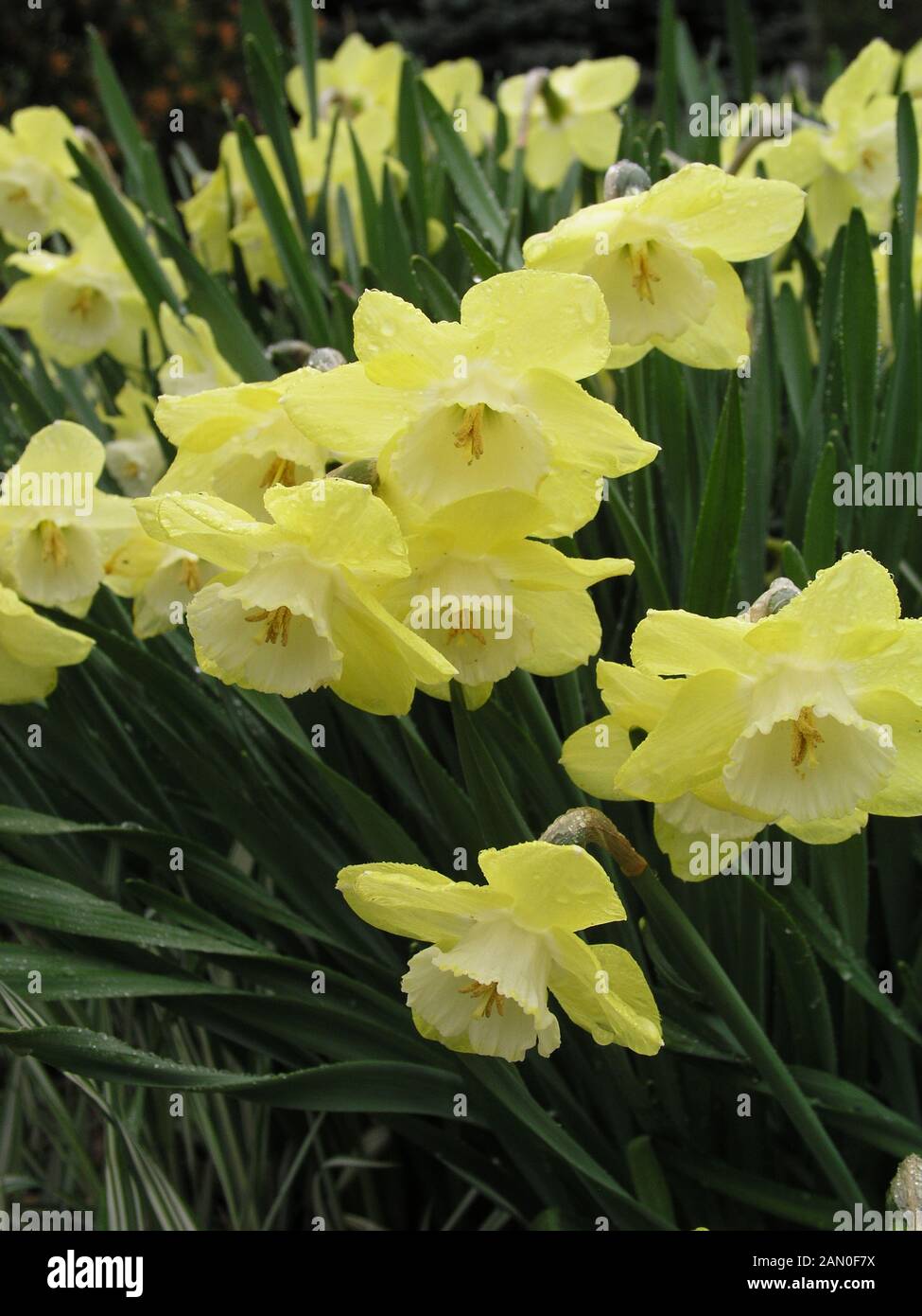 Binkie hi-res stock photography and images - Alamy