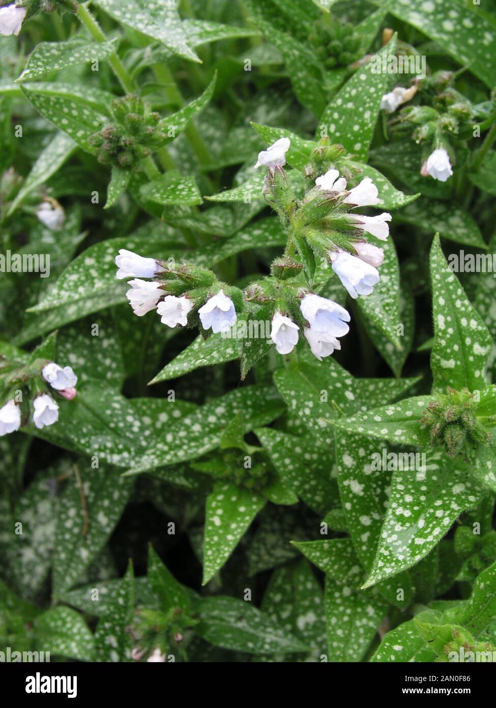 PULMONARIA ROY DAVIDSON Stock Photo - Alamy