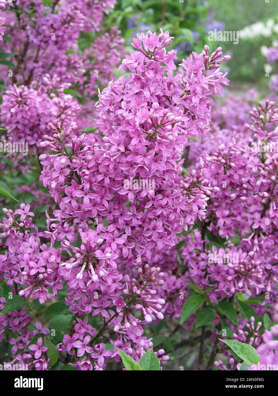 Syringa chinensis hi-res stock photography and images - Alamy