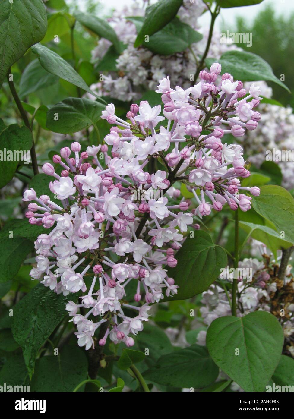 SYRINGA HYACINTHIFLORA BLANCHE SWEET Stock Photo - Alamy