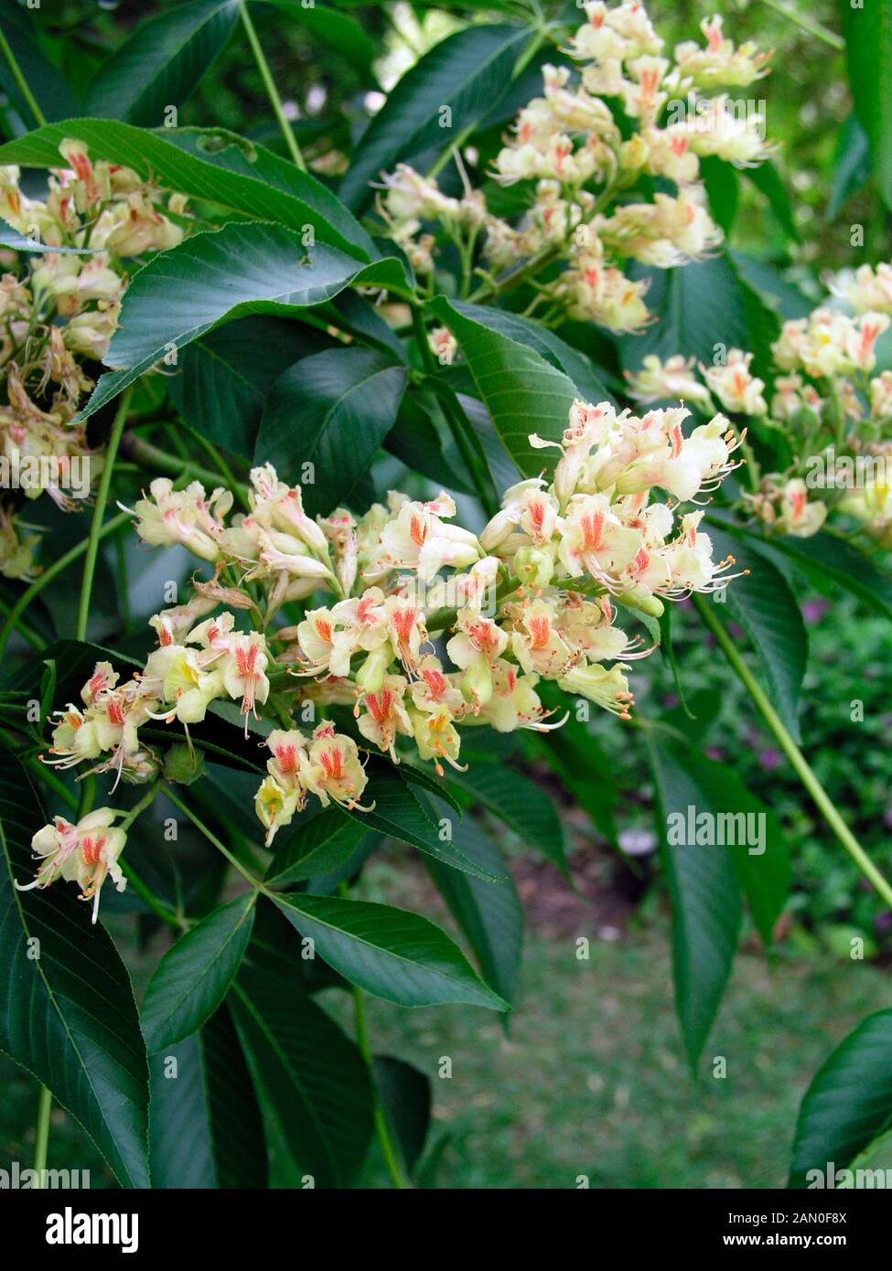 Autumn splendor hi-res stock photography and images - Alamy