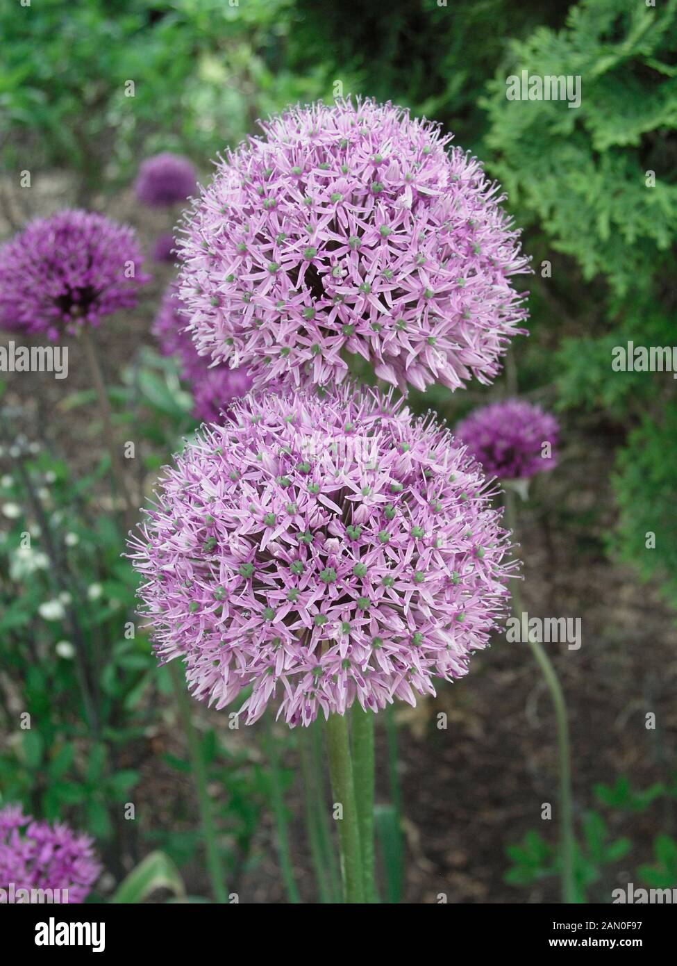 Allium aflatunense hi-res stock photography and images - Alamy