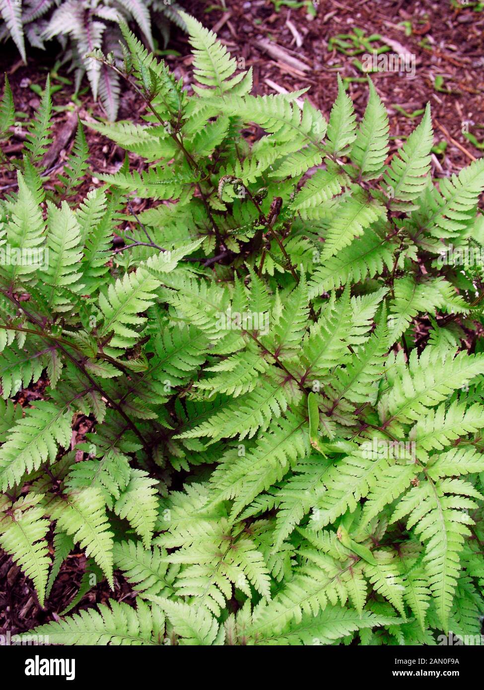 Branford hi-res stock photography and images - Alamy