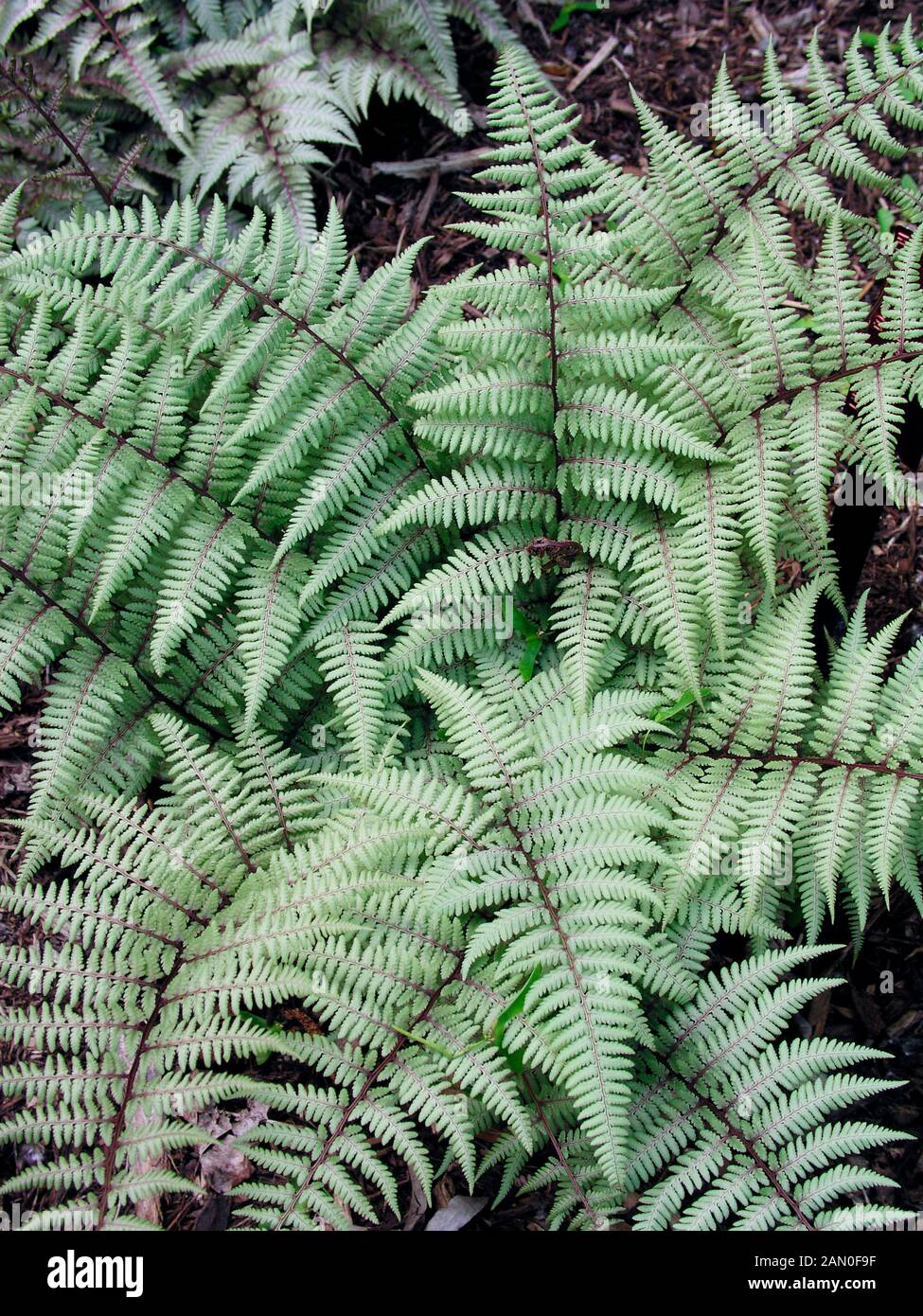 Athyrium ghost hi-res stock photography and images - Alamy