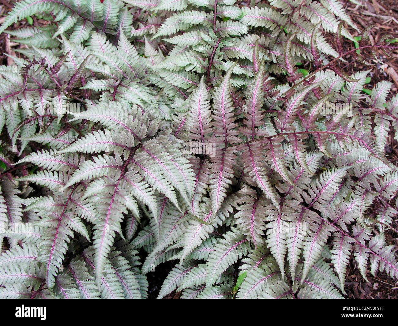 Nipponicum hi-res stock photography and images - Alamy
