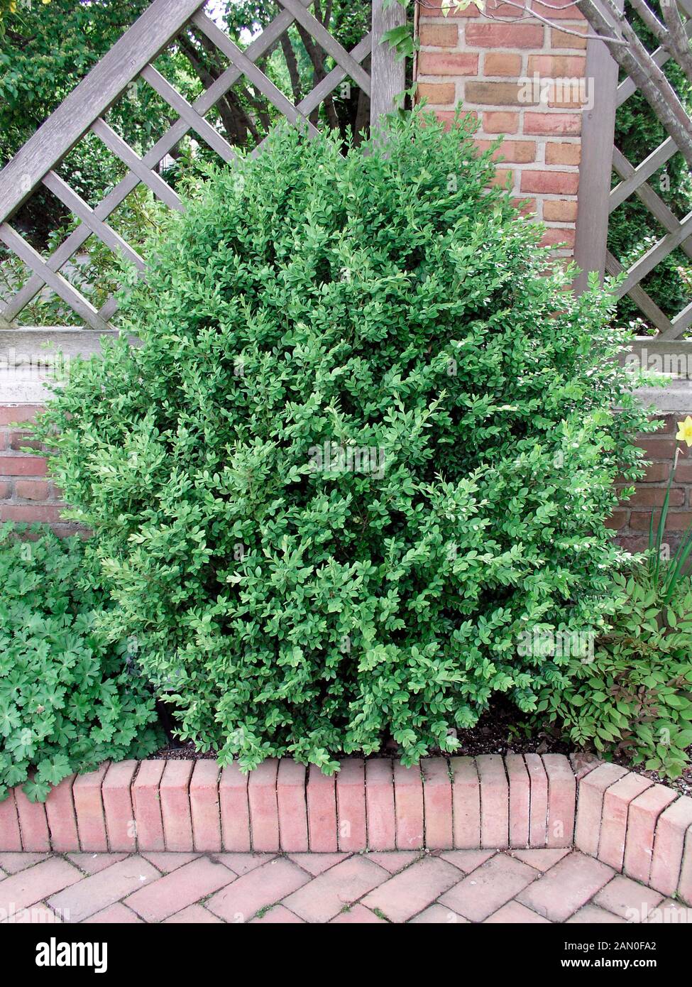 Buxus green mountain hi-res stock photography and images - Alamy