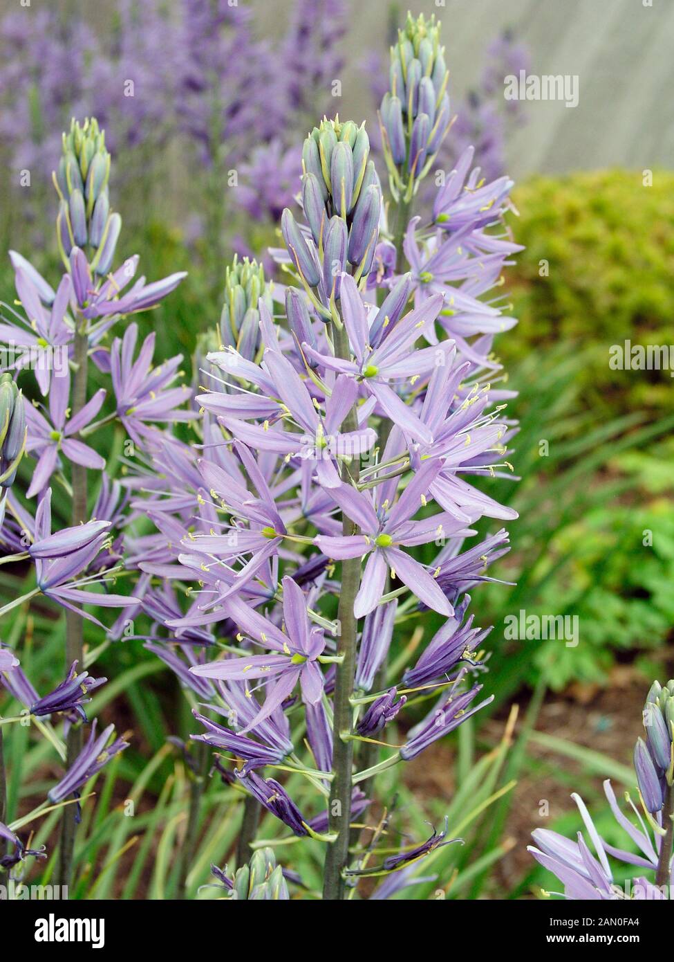 Camassia quamash hi-res stock photography and images - Alamy