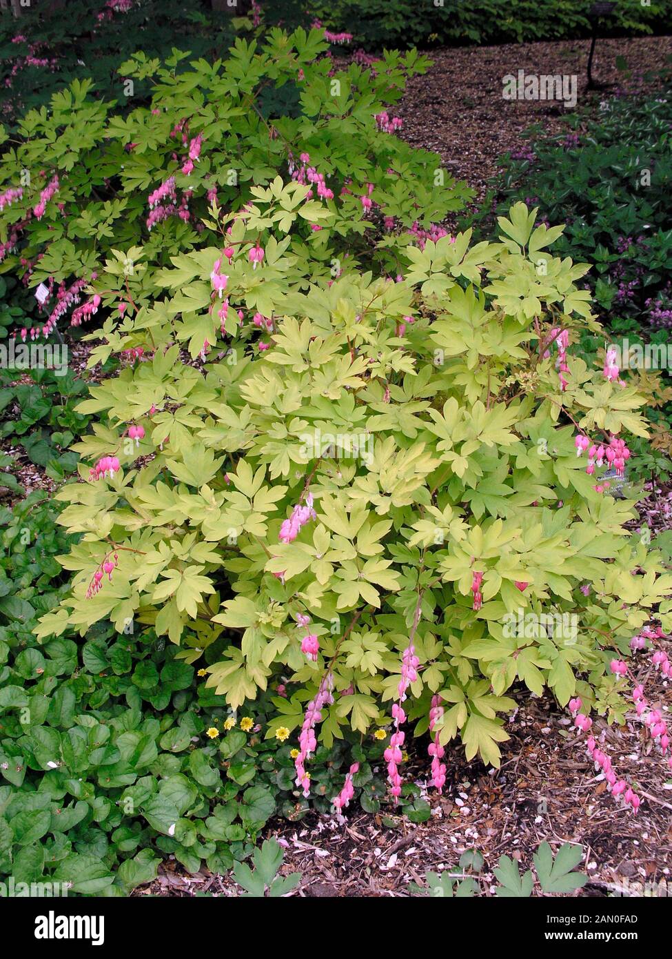 DICENTRA SPECTABILIS GOLDHEART Stock Photo - Alamy