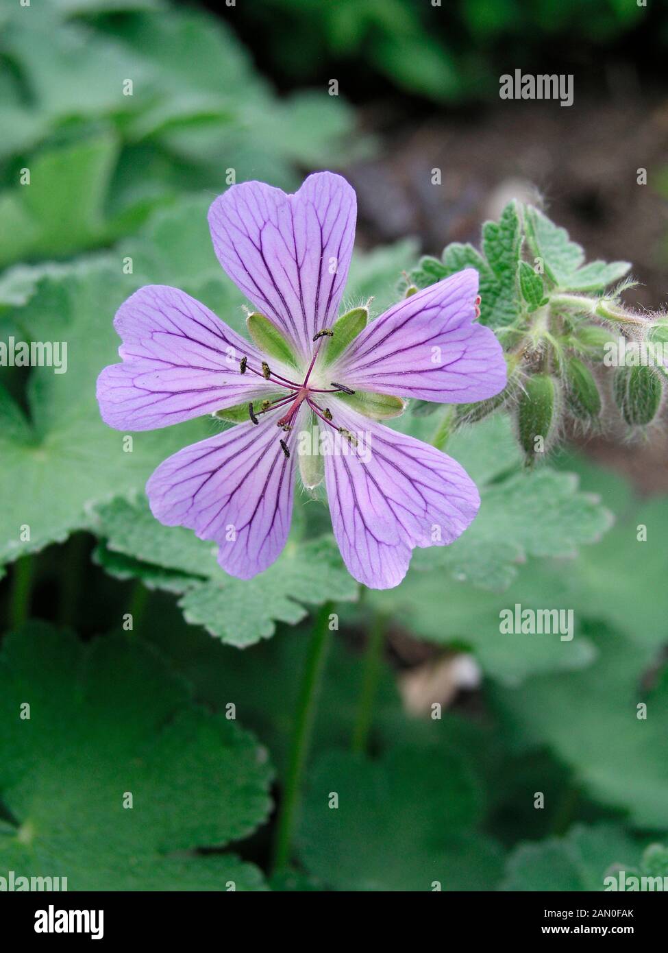 Geranium philippe hi-res stock photography and images - Alamy