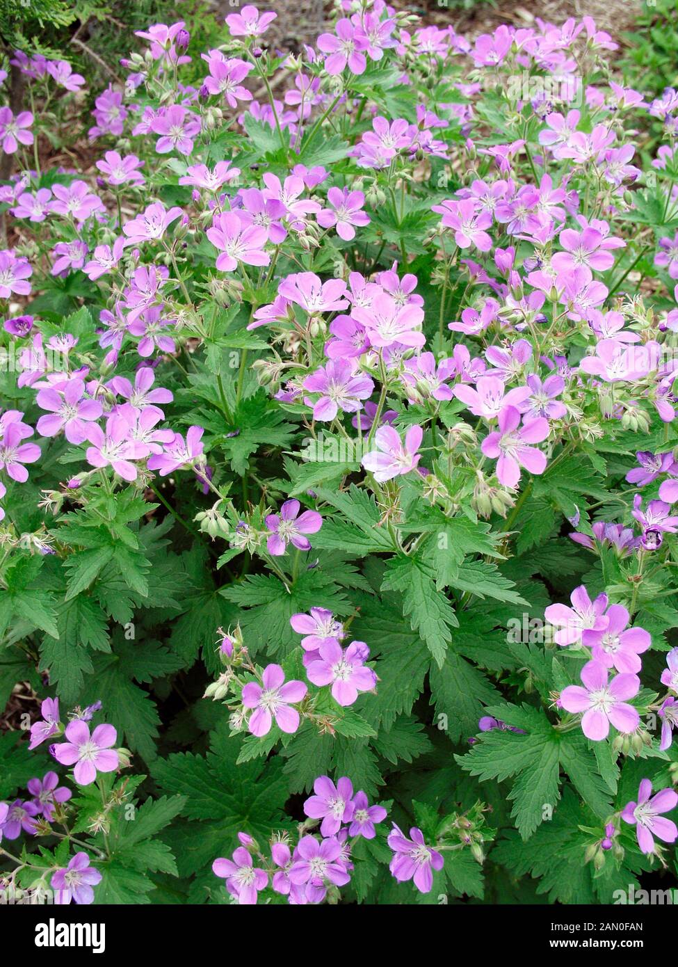 Geranium sylvaticum mayflower hi-res stock photography and images - Alamy