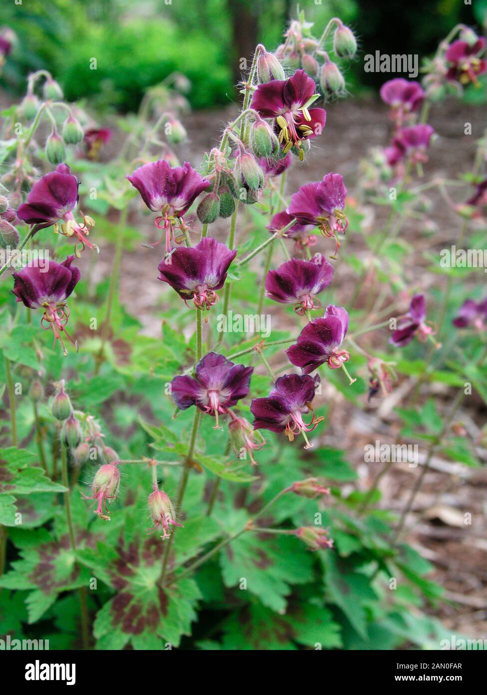 Geranium 'patricia' hi-res stock photography and images - Alamy