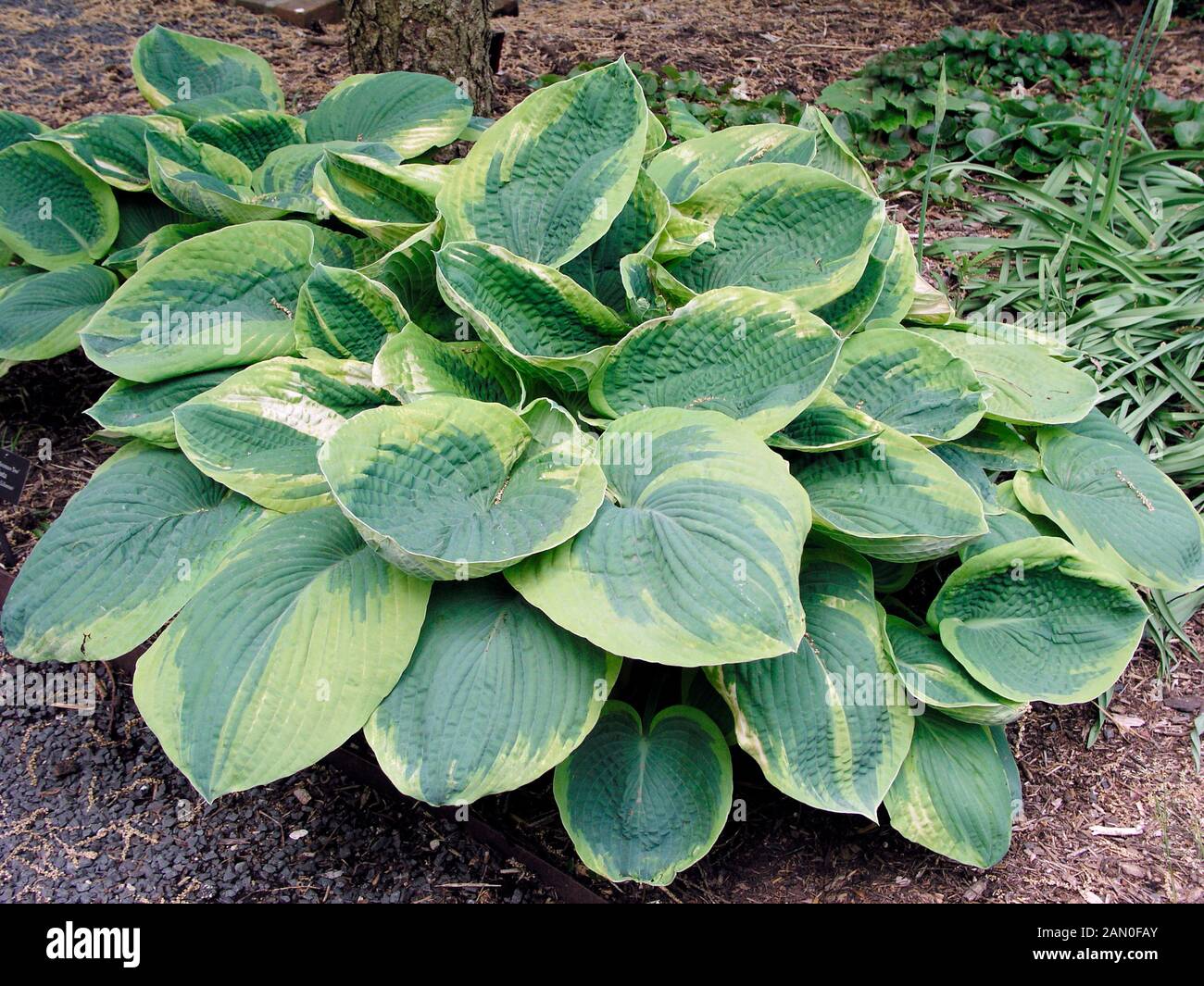 Hosta christmas tree hi-res stock photography and images - Alamy