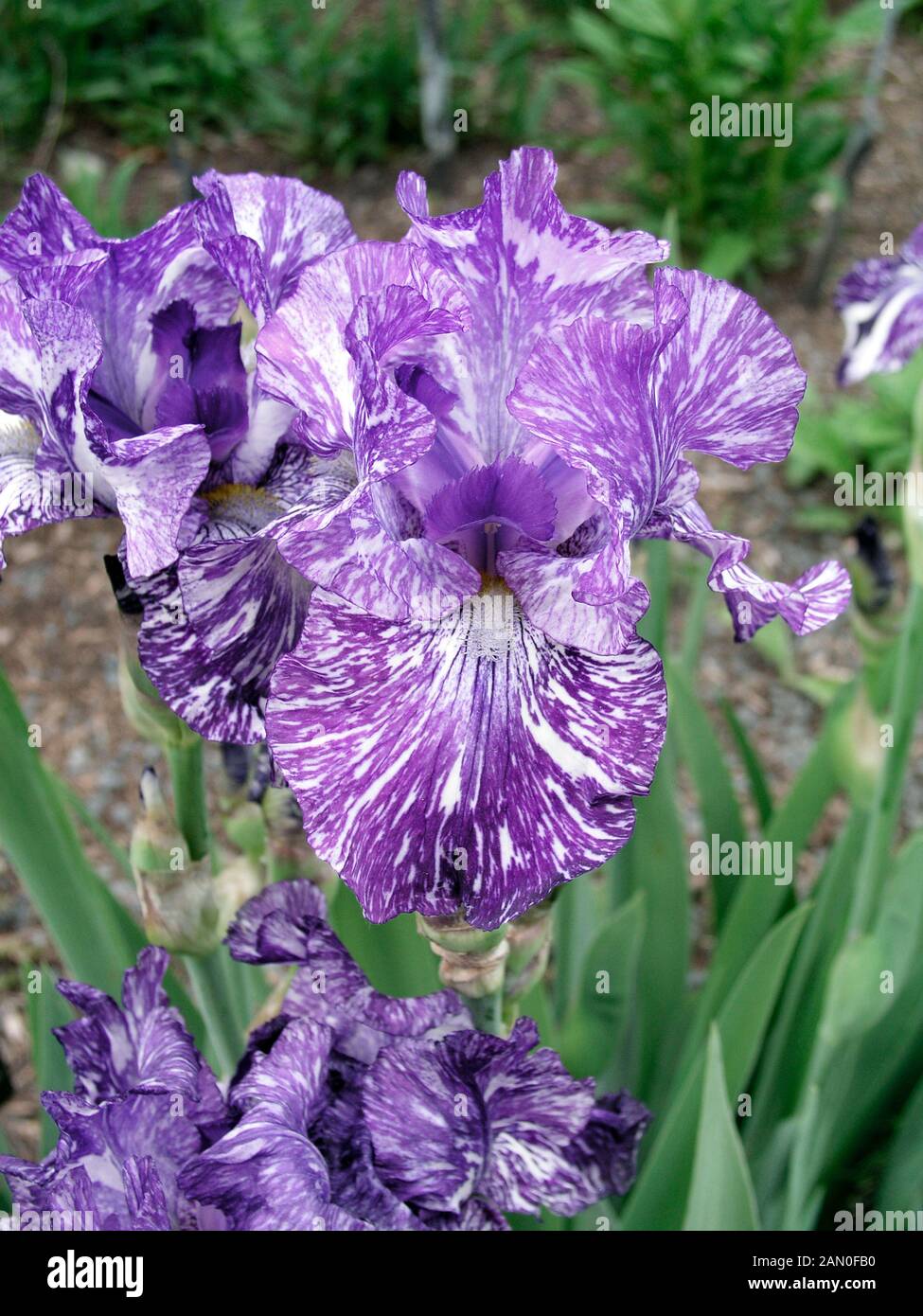 IRIS GERMANICA BATIK Stock Photo - Alamy