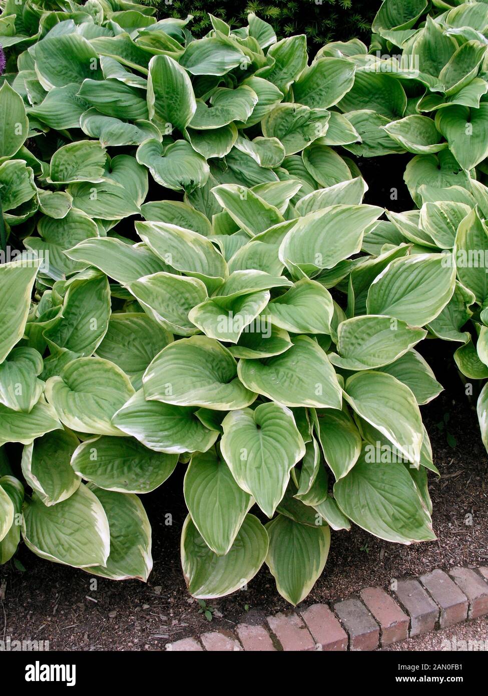 Hosta fragrant bouquet hi-res stock photography and images - Alamy
