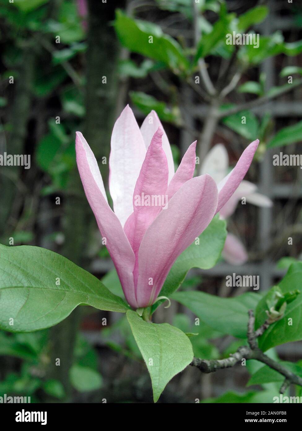 Magnolia betty hi-res stock photography and images - Alamy