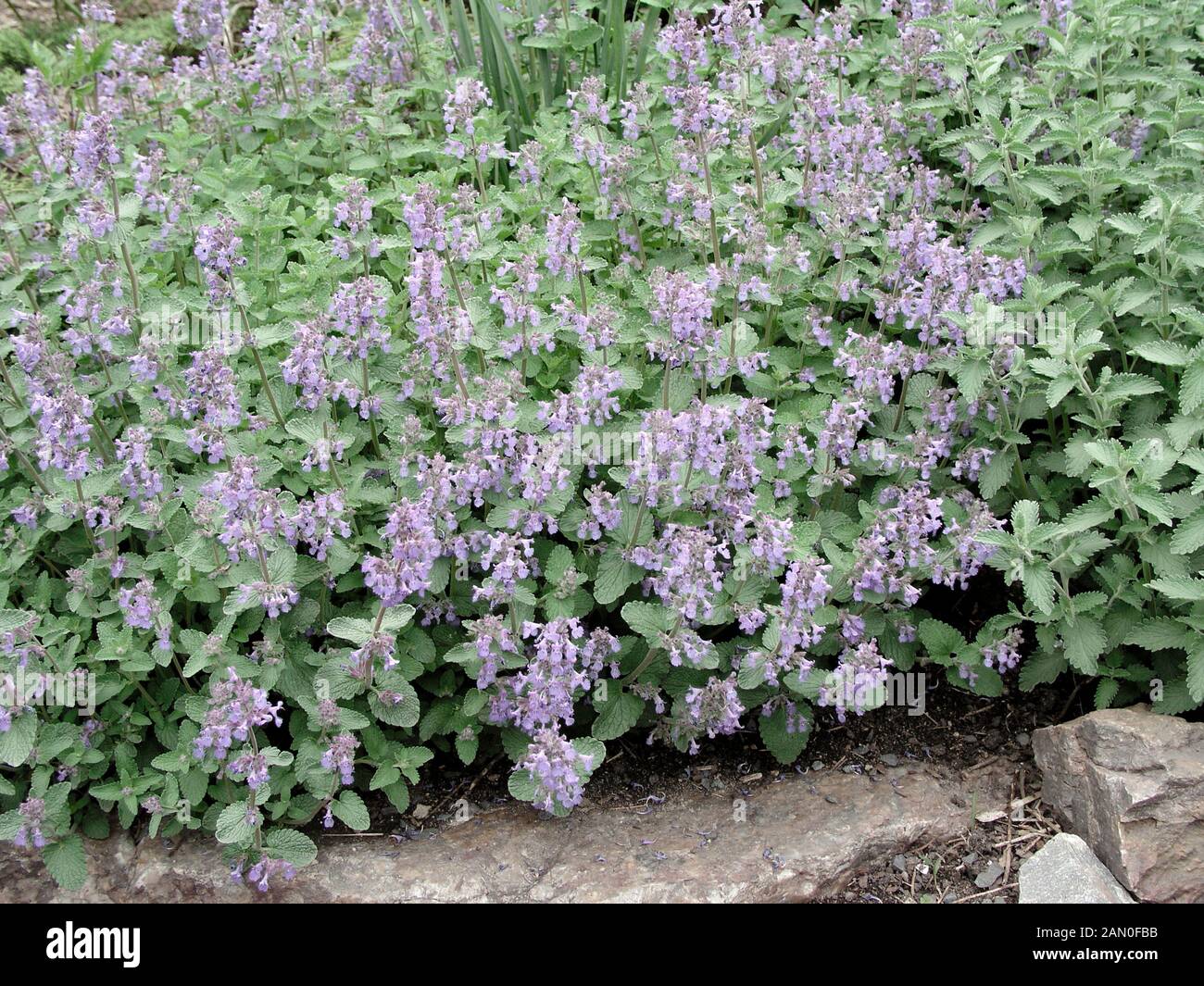 NEPETA FAASSENII BLUE WONDER Stock Photo - Alamy