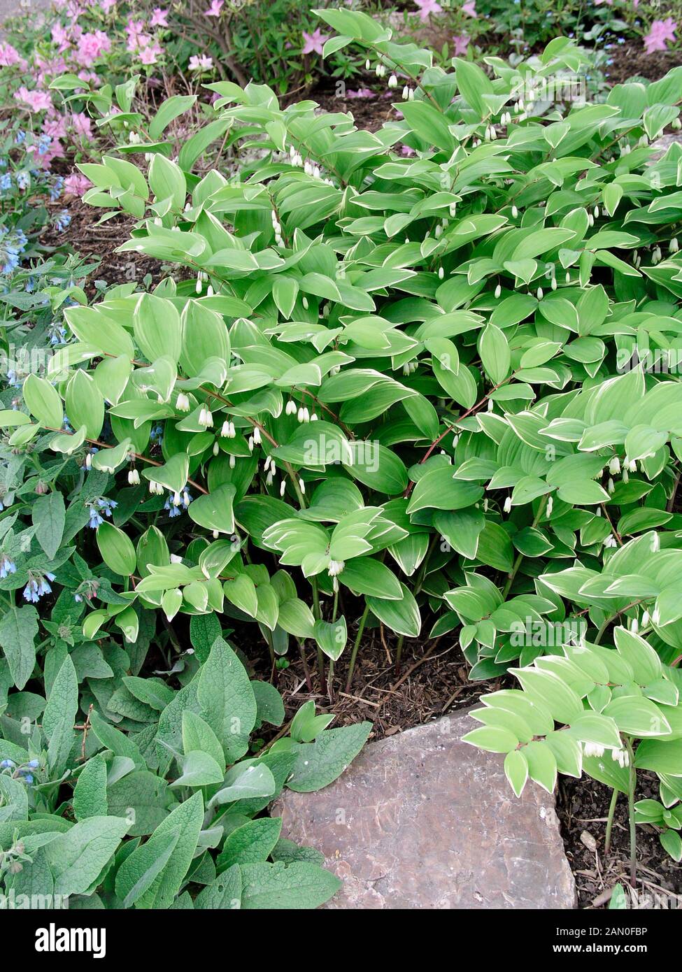 POLYGONATUM ODORATUM VARIEGATUM Stock Photo - Alamy