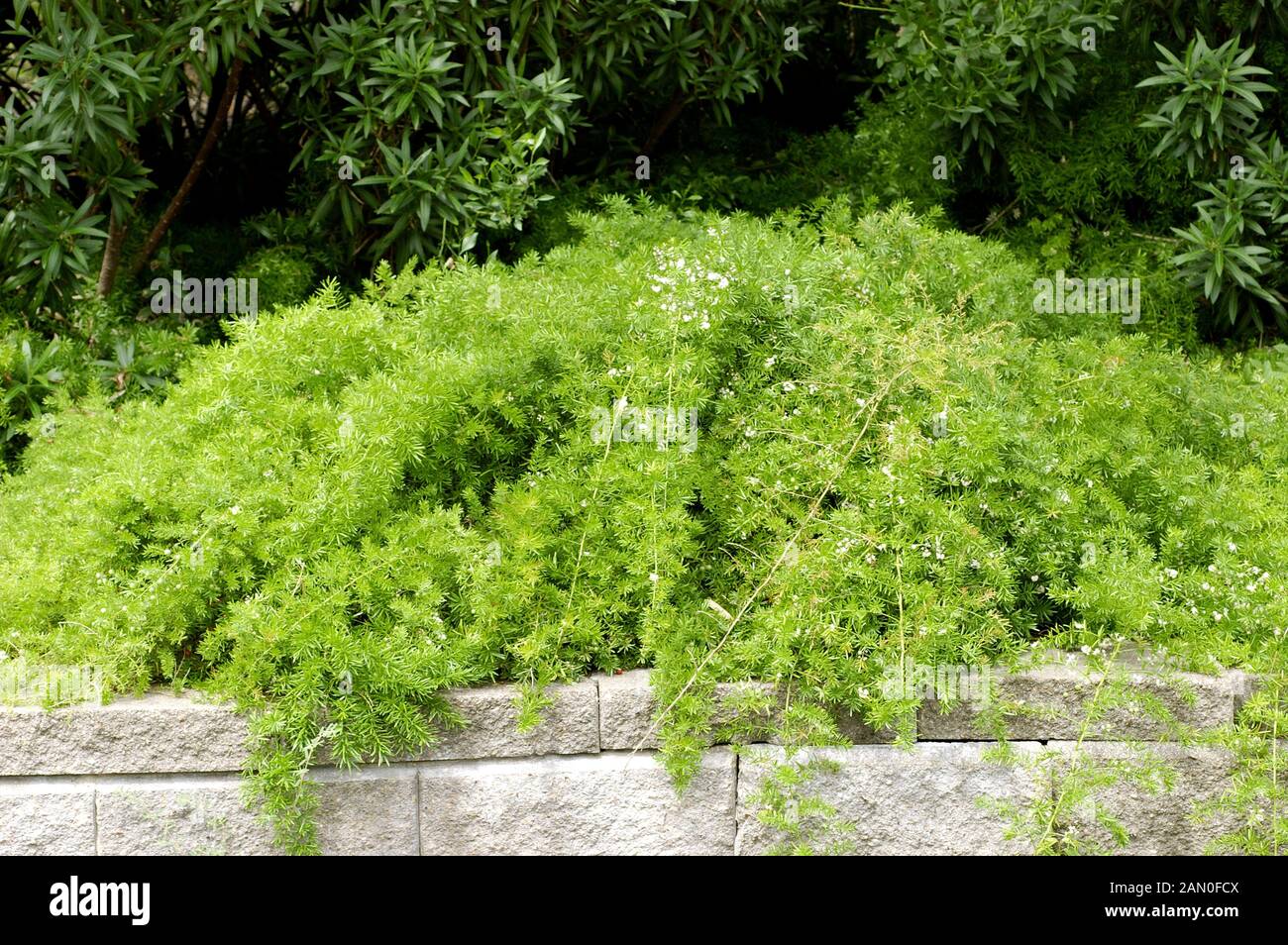 ASPARAGUS DENSIFLORUS SPRENGERI Stock Photo - Alamy
