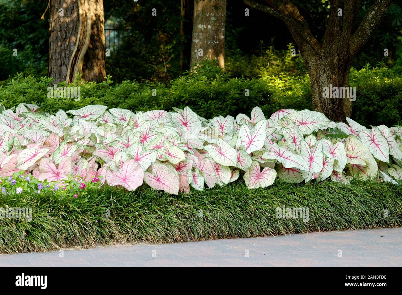 Caladium white queen hi-res stock photography and images - Alamy