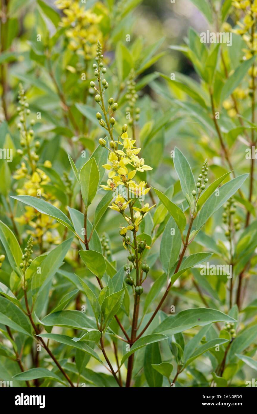 Galphimia glauca hi-res stock photography and images - Alamy