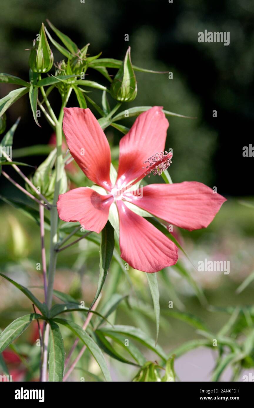 Hibiscus coccineus hi-res stock photography and images - Alamy