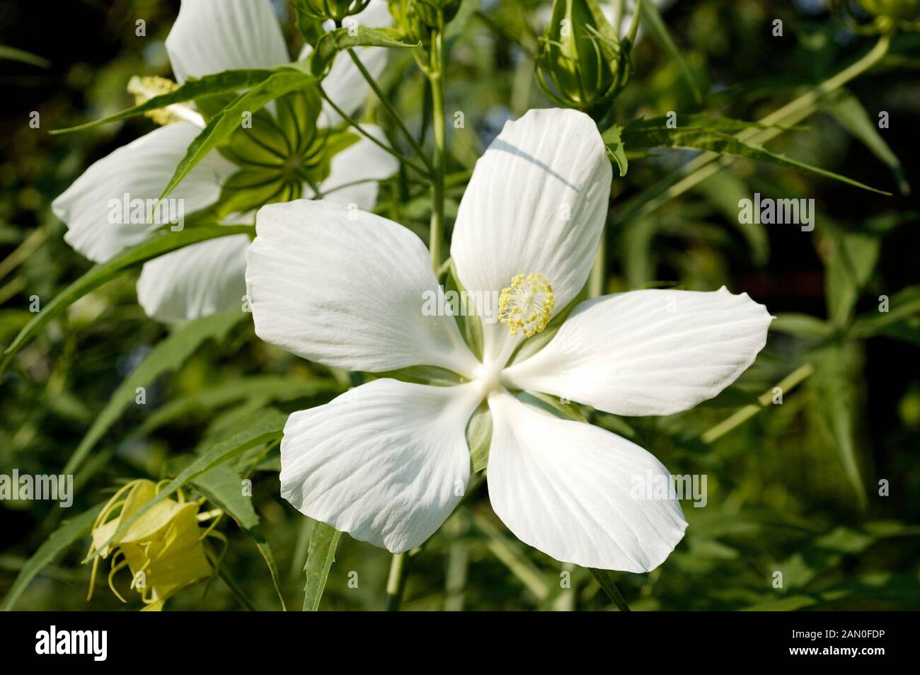 HIBISCUS COCCINEUS ALBA Stock Photo - Alamy