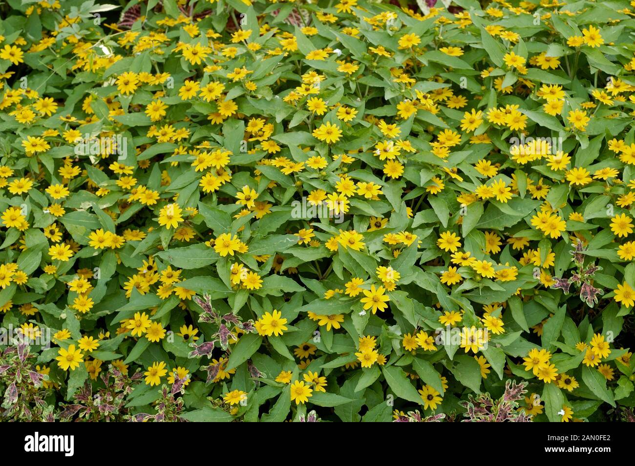 Paludosum hi-res stock photography and images - Alamy