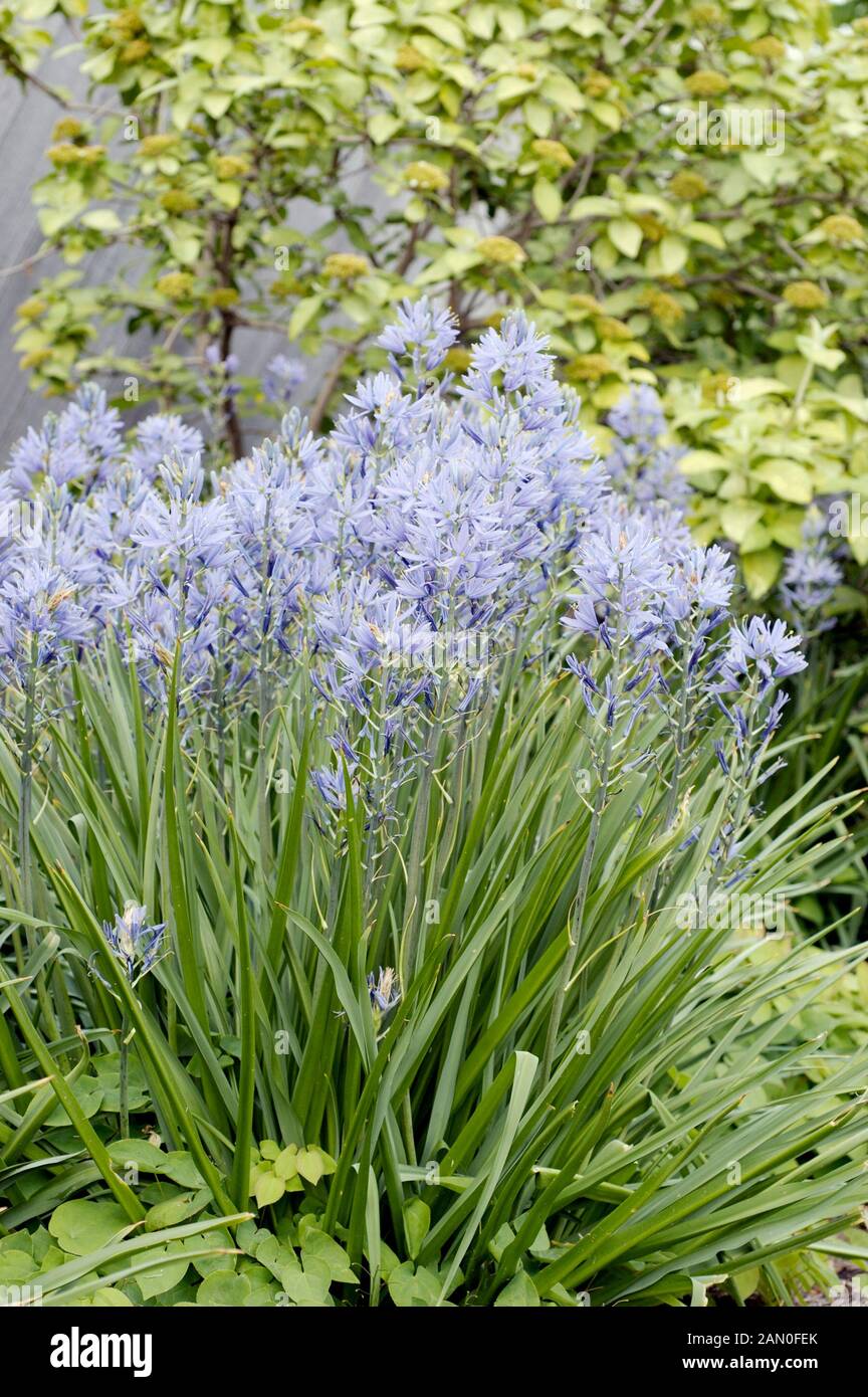 Camassia quamash hi-res stock photography and images - Alamy