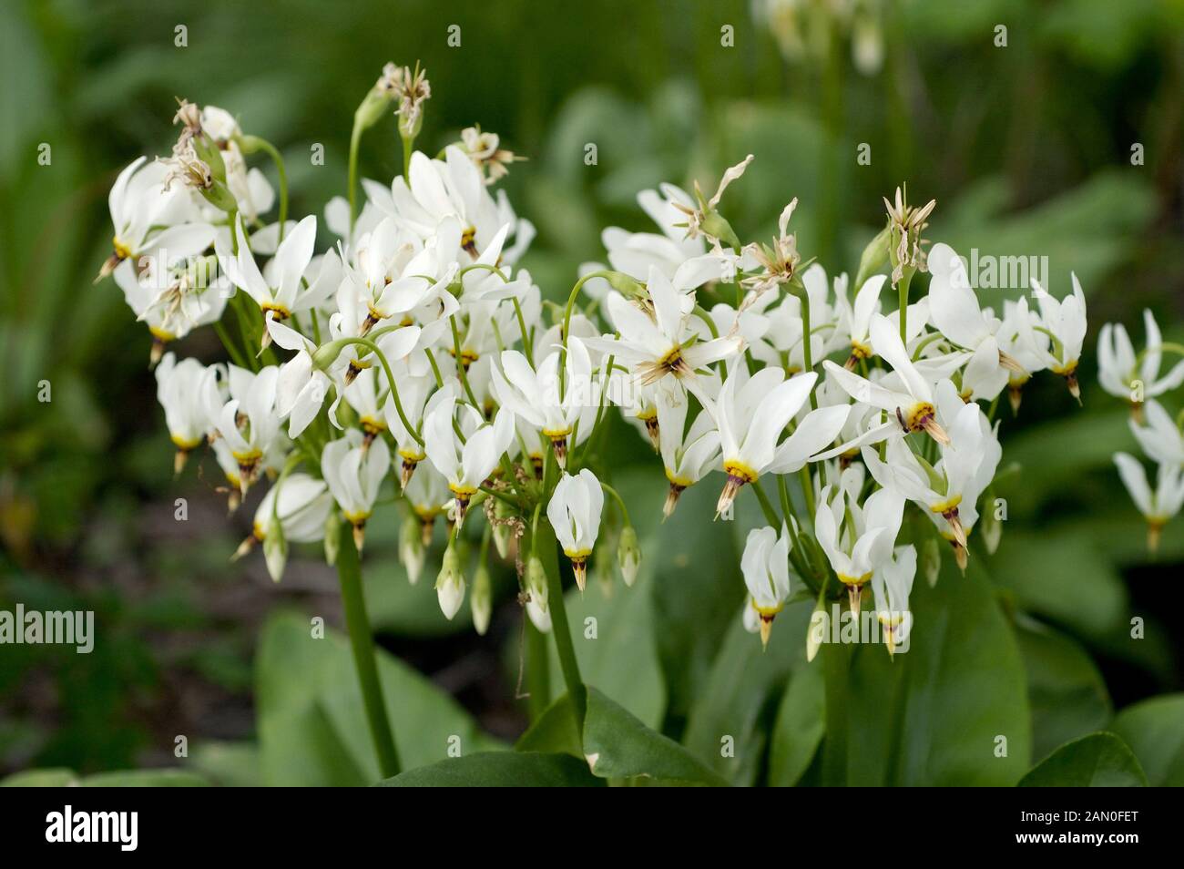 Meadia hi-res stock photography and images - Alamy