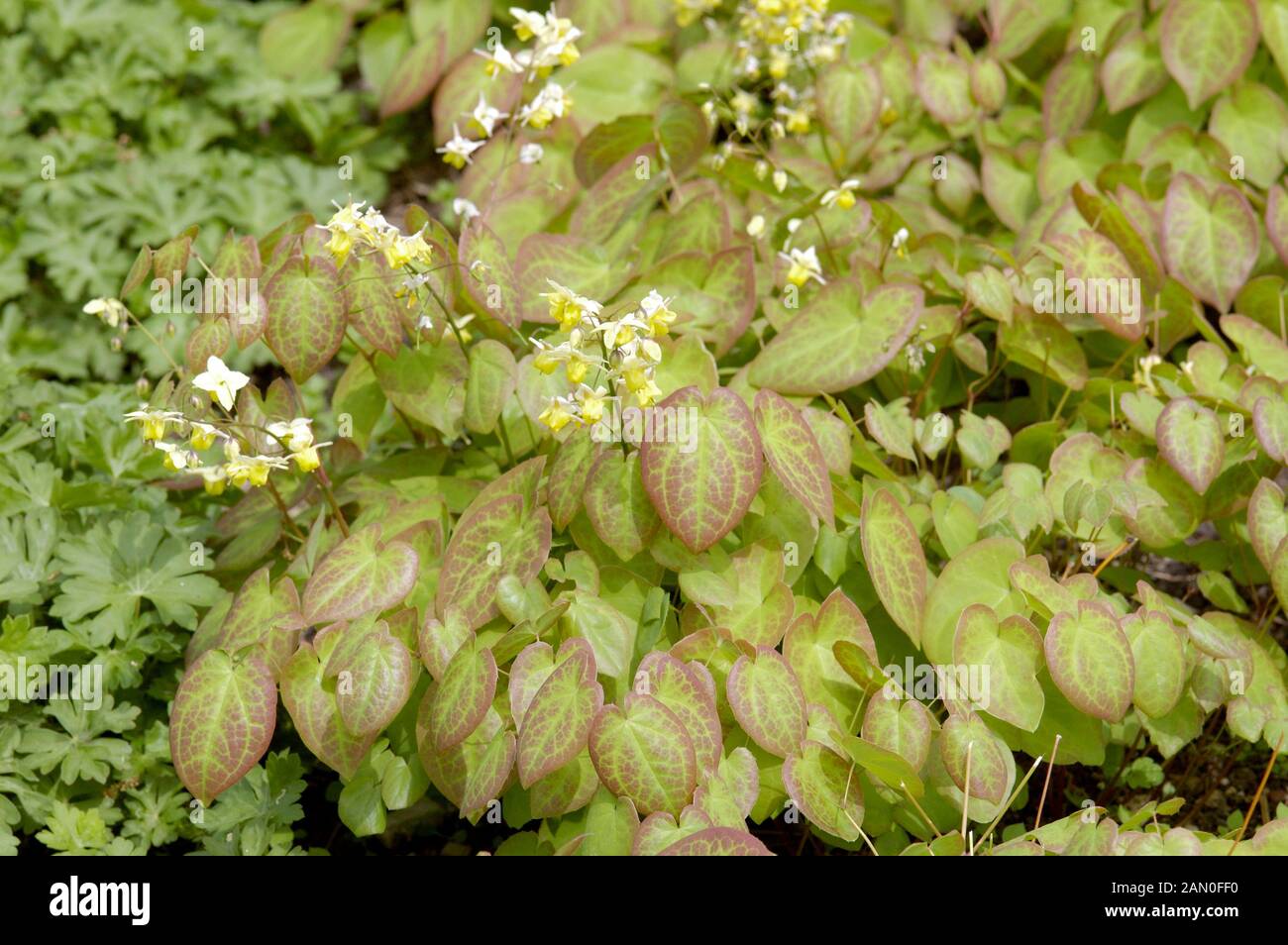 Epimedium Sulphureum High Resolution Stock Photography and Images - Alamy