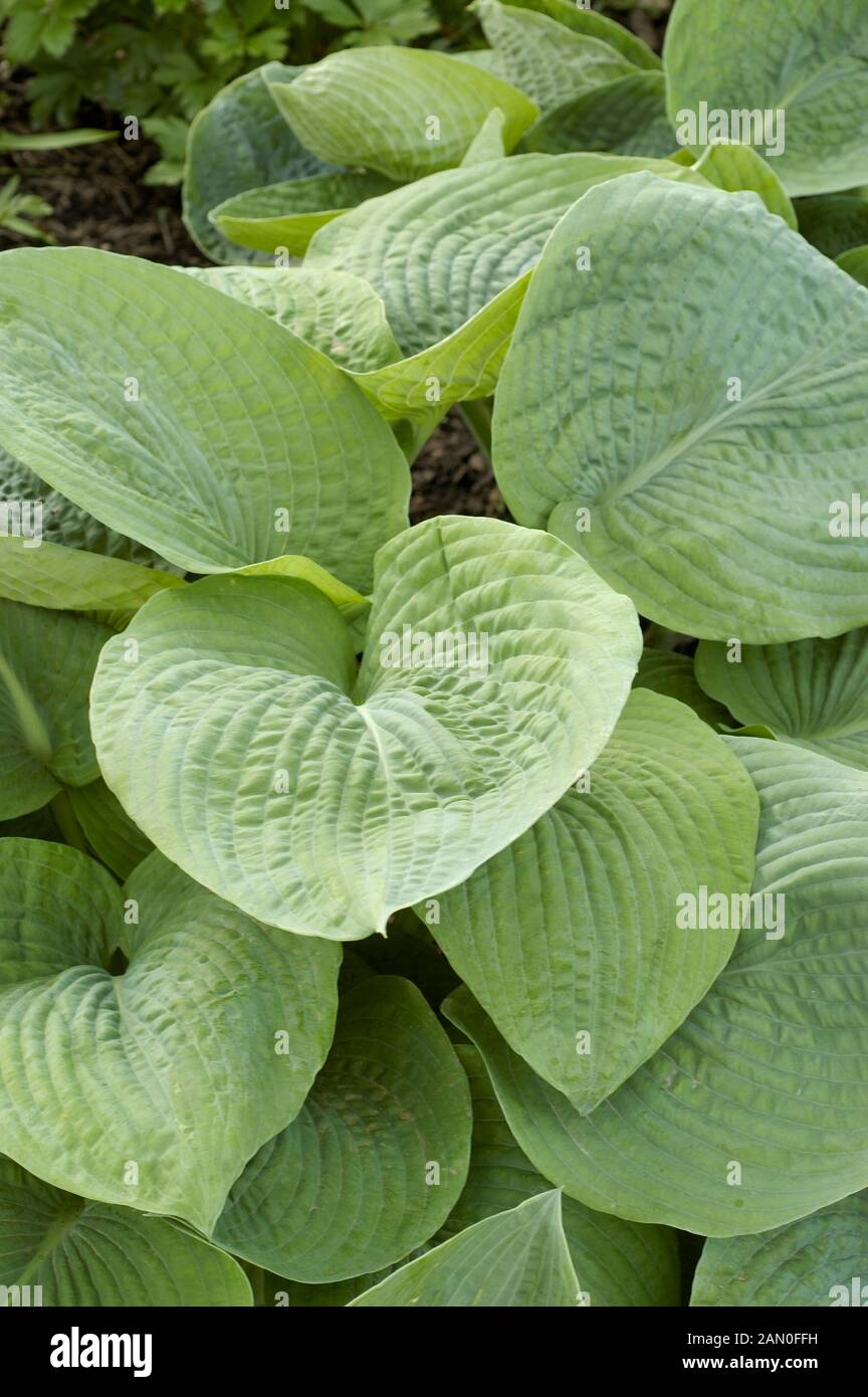 Hosta big daddy hi-res stock photography and images - Alamy