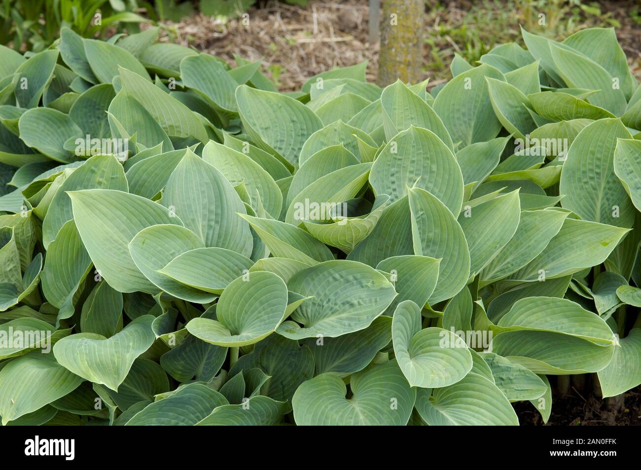 Hosta halcyon hi-res stock photography and images - Alamy
