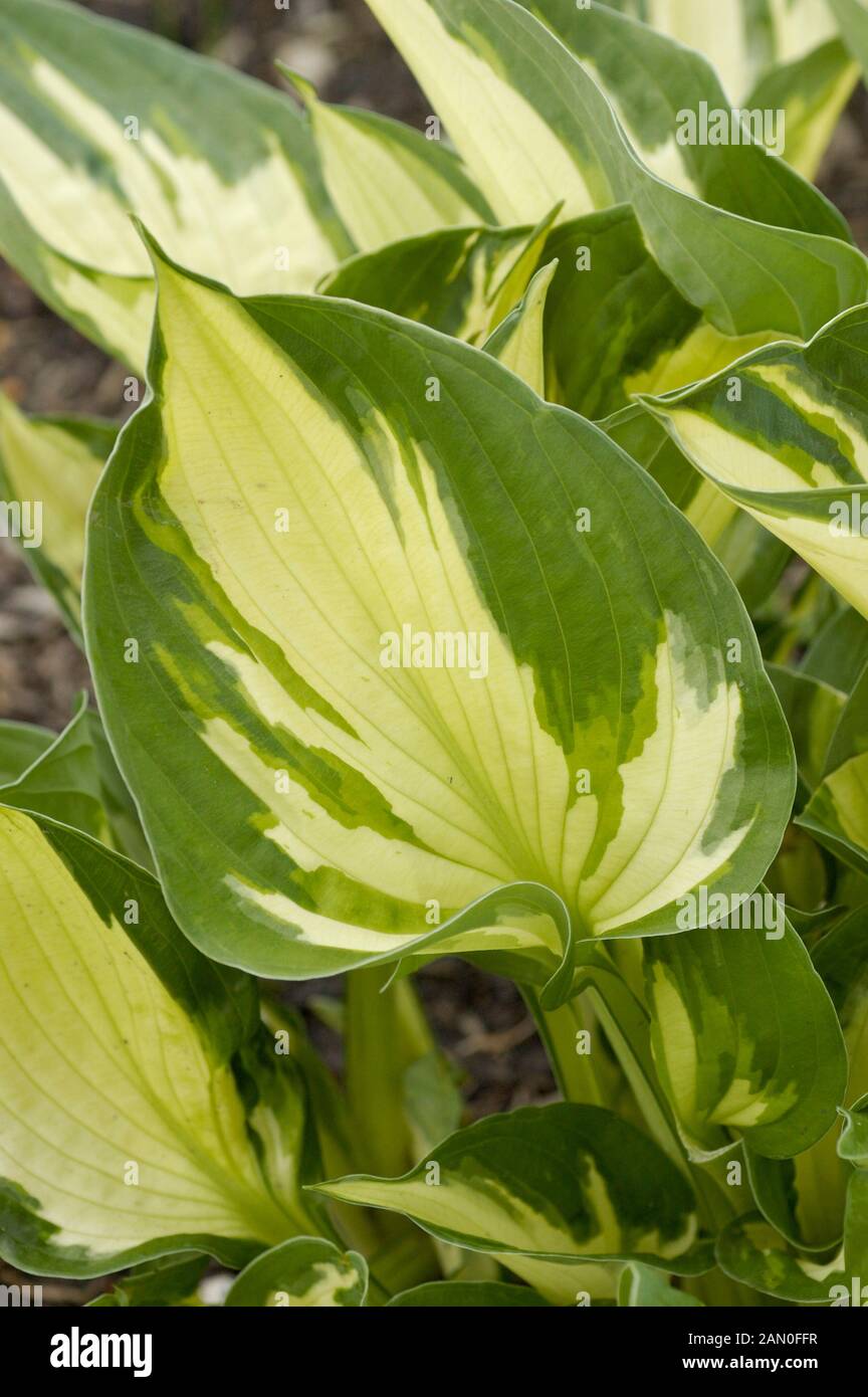 Hosta whirlwind hi-res stock photography and images - Alamy