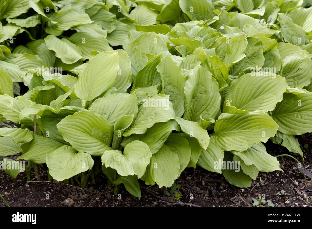Hosta honeybells hi-res stock photography and images - Alamy